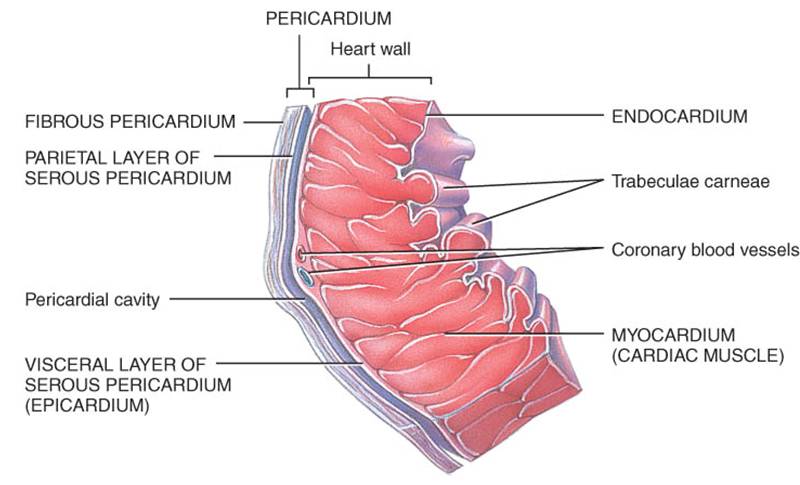 Blog de prueba: Anatomía - El corazón