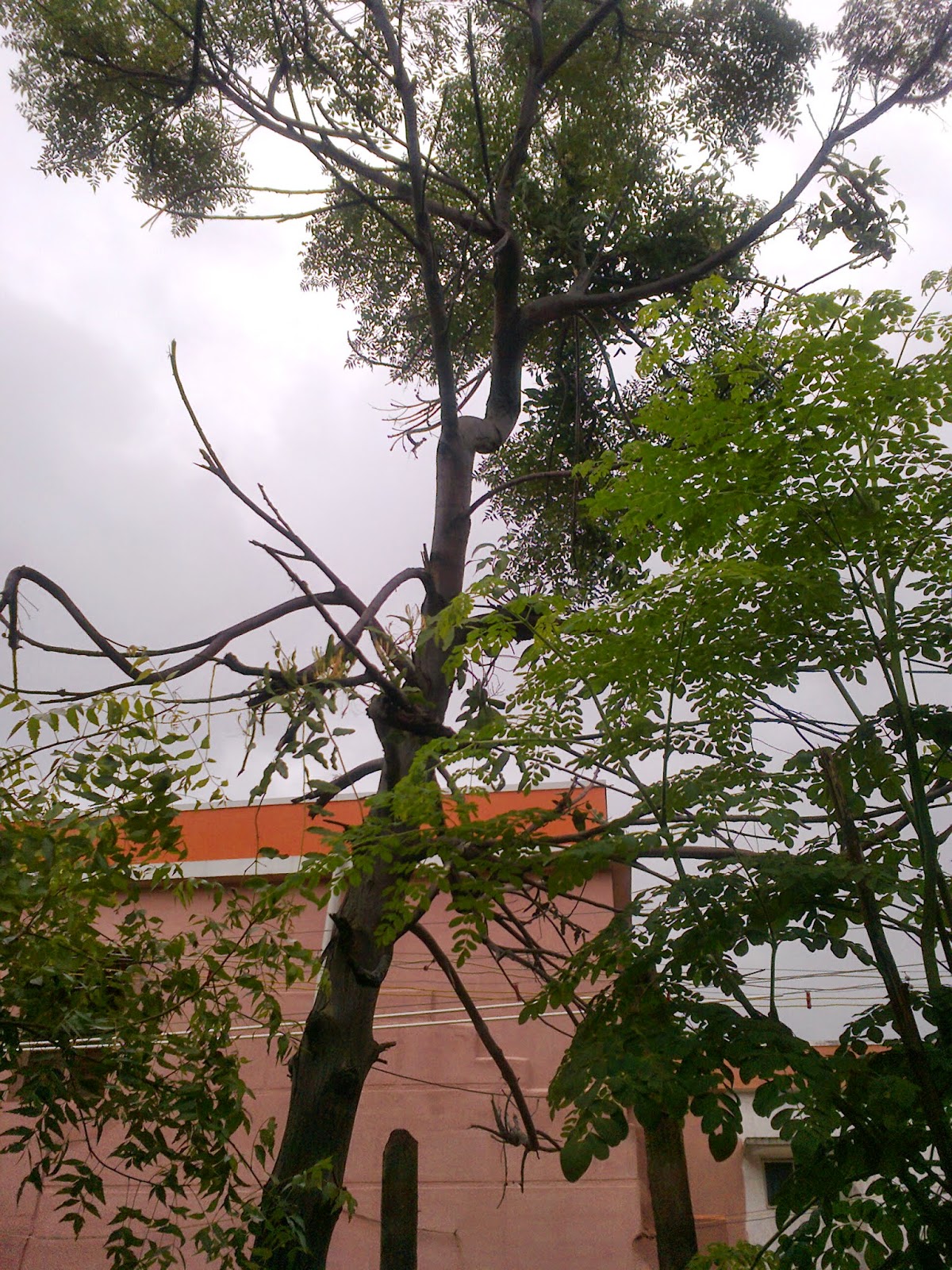 Tamilnadu Tourism: Ponnamaravathi, Pudukottai