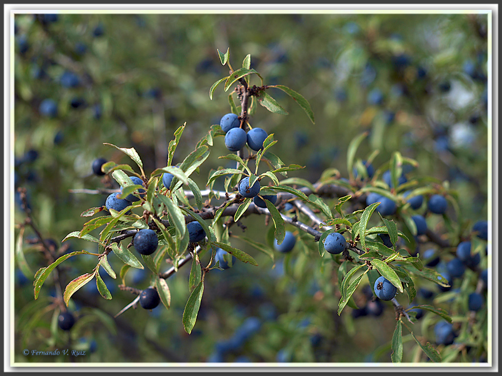 Plantas de La Rioja: Pronus spinosa (Endrino)