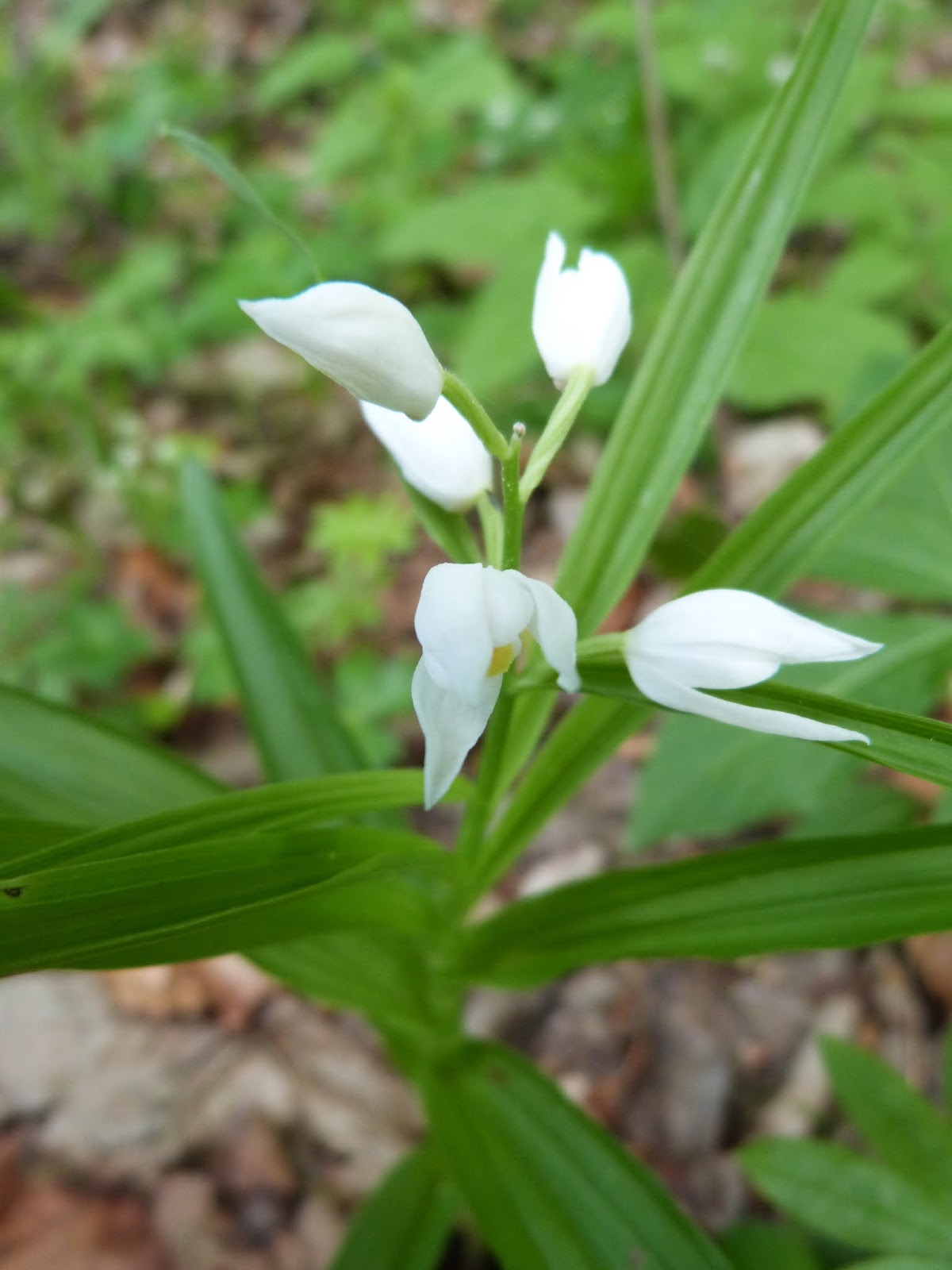 Frumusetile naturii: Buruiana de junghiuri (Cephalanthera longifolia)