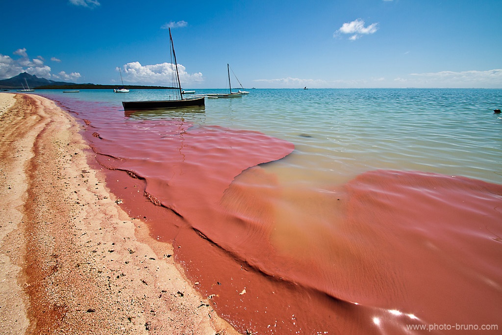 Deformutilation: Red Tides and Algae Blooms