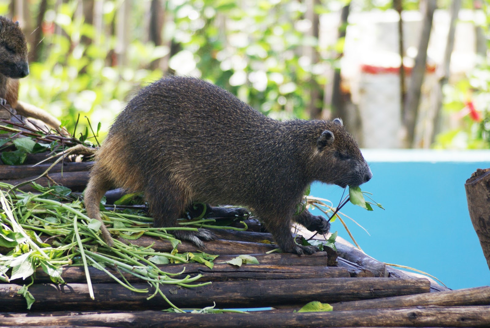 A SOLAS CON CLIO: La fauna que encontramos en Cuba