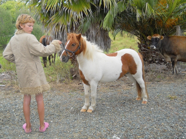 A bit of a Cow and Pony Show?