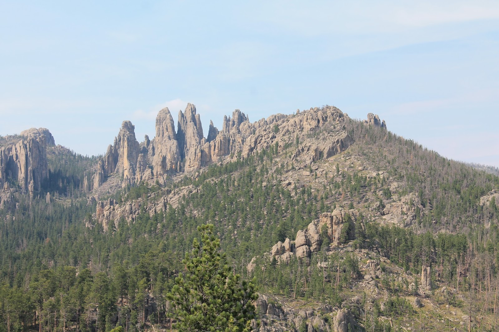 Road Trip to USA: Custer State Park et Yellowstone Park