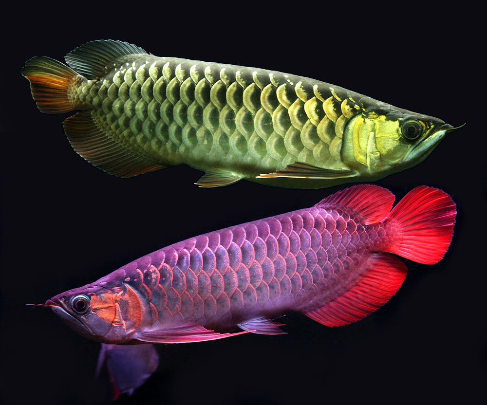arowana d'semenyih: Pengenalan Arowana