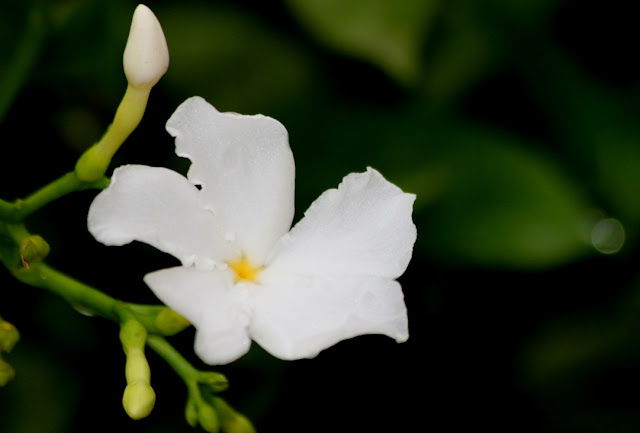 Cherishing India.....: Flowers of Odisha: part III......