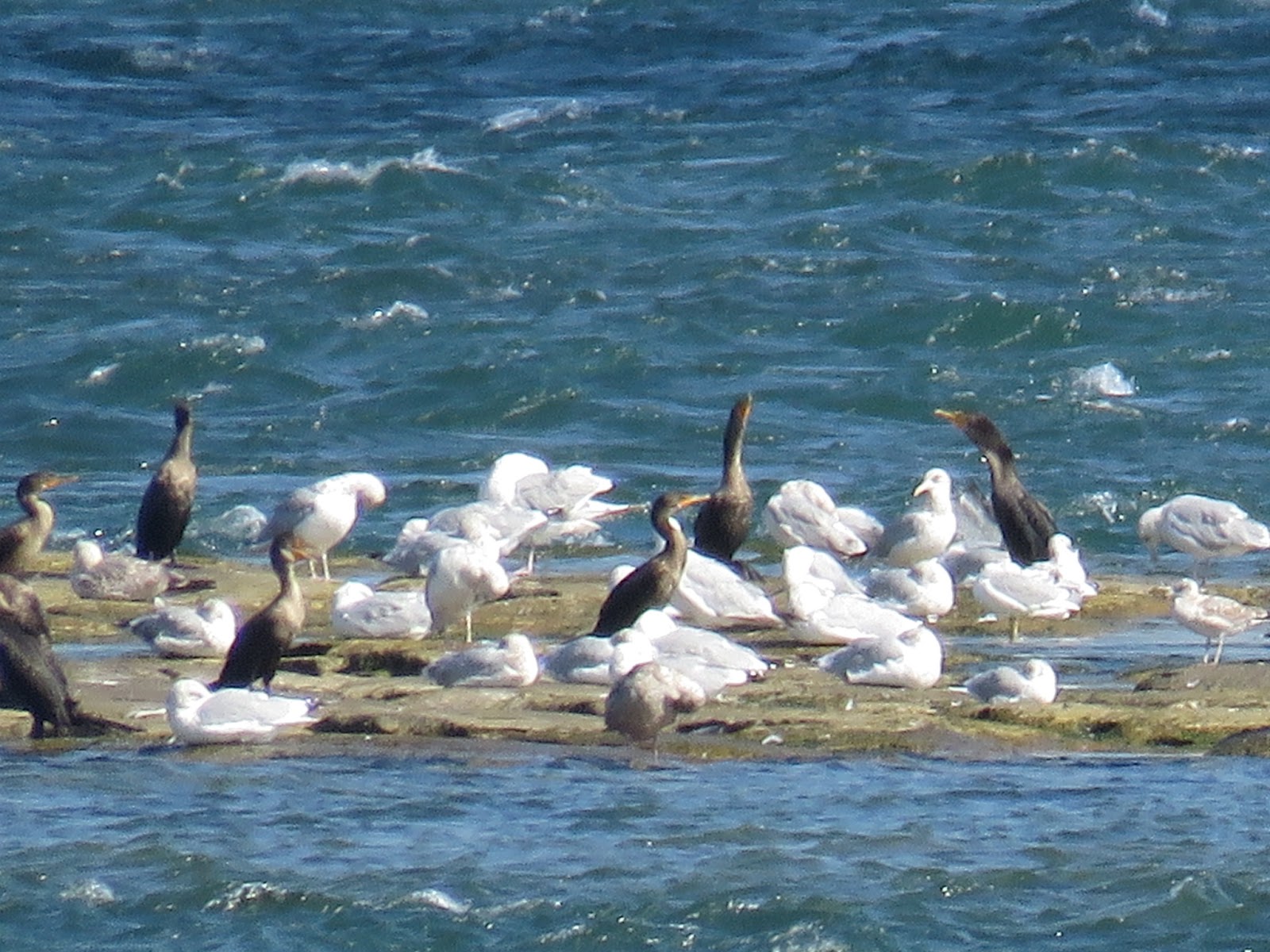 Bird & Travel Photos, Birding Sites, Bird Information: BIRDS ABOVE THE ...