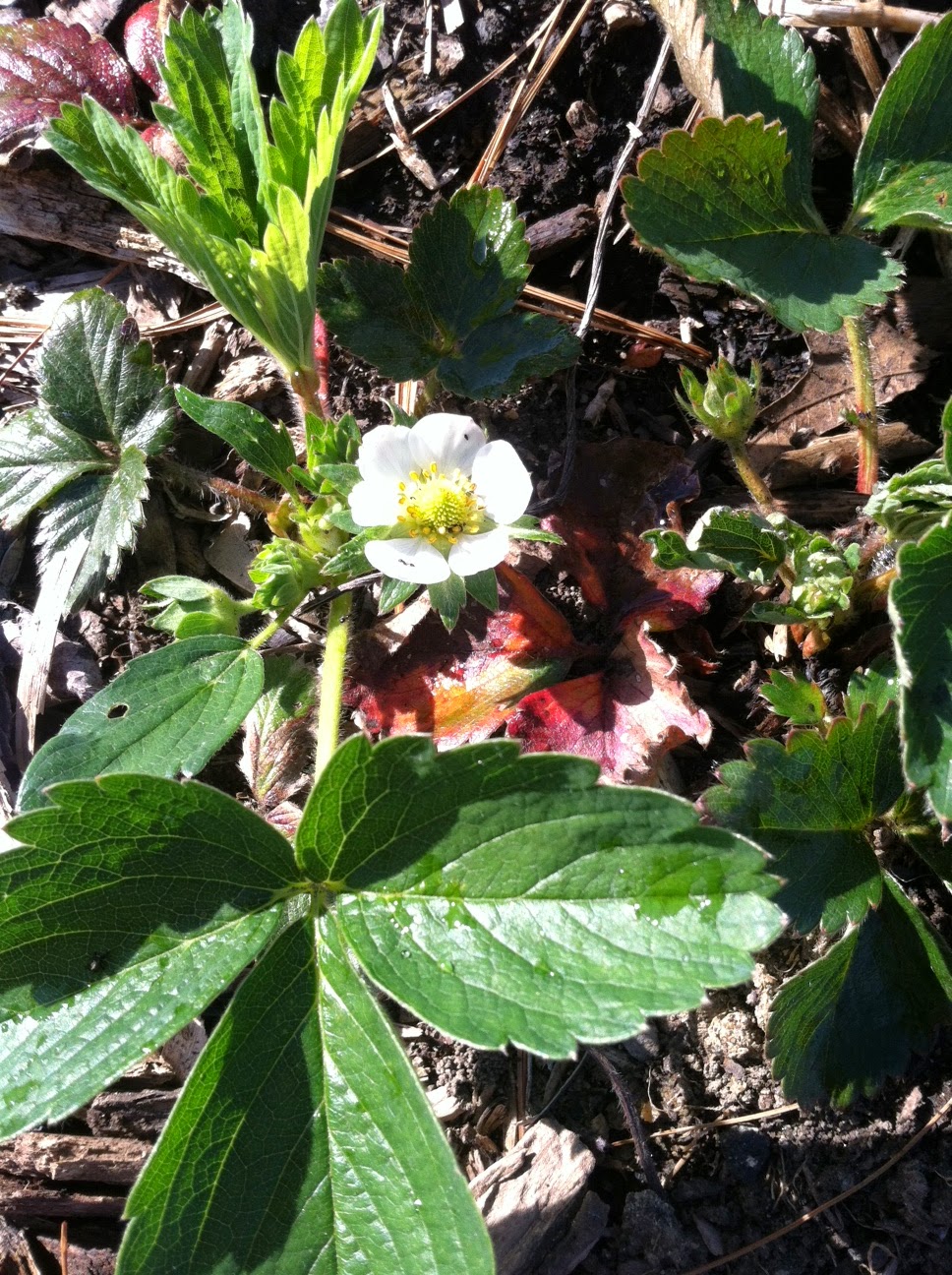 WashingtonGardener: Fenton Friday: Seedlings UP