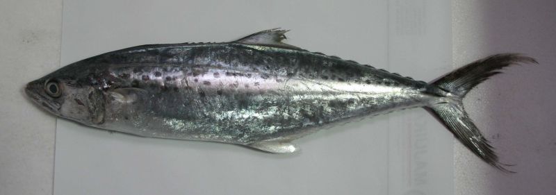 Sulu Sea Fresh & IQF Frozen Seafood: TENGGIRI PAPAN