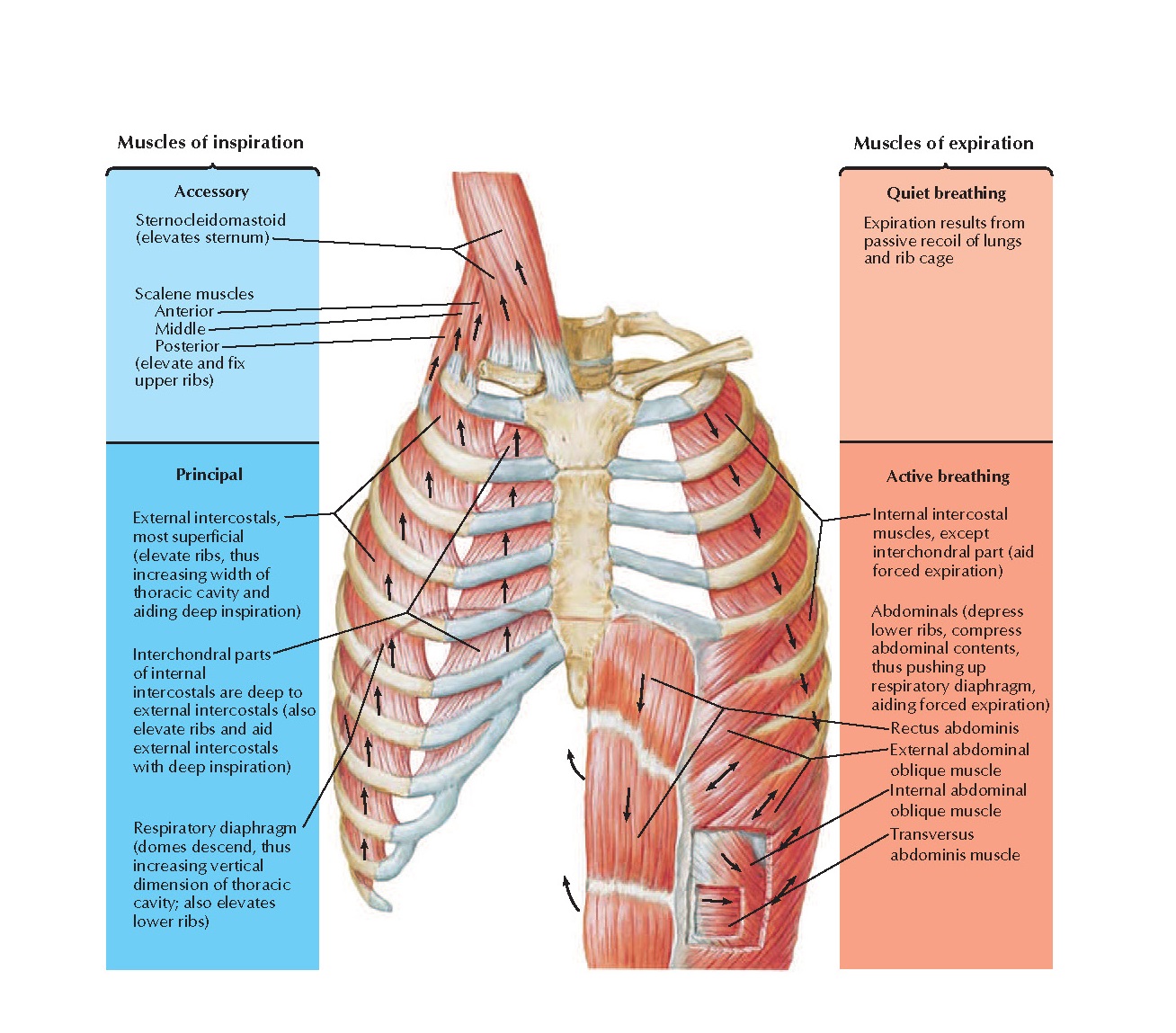 Muscles of Respiration Anatomy - pediagenosis