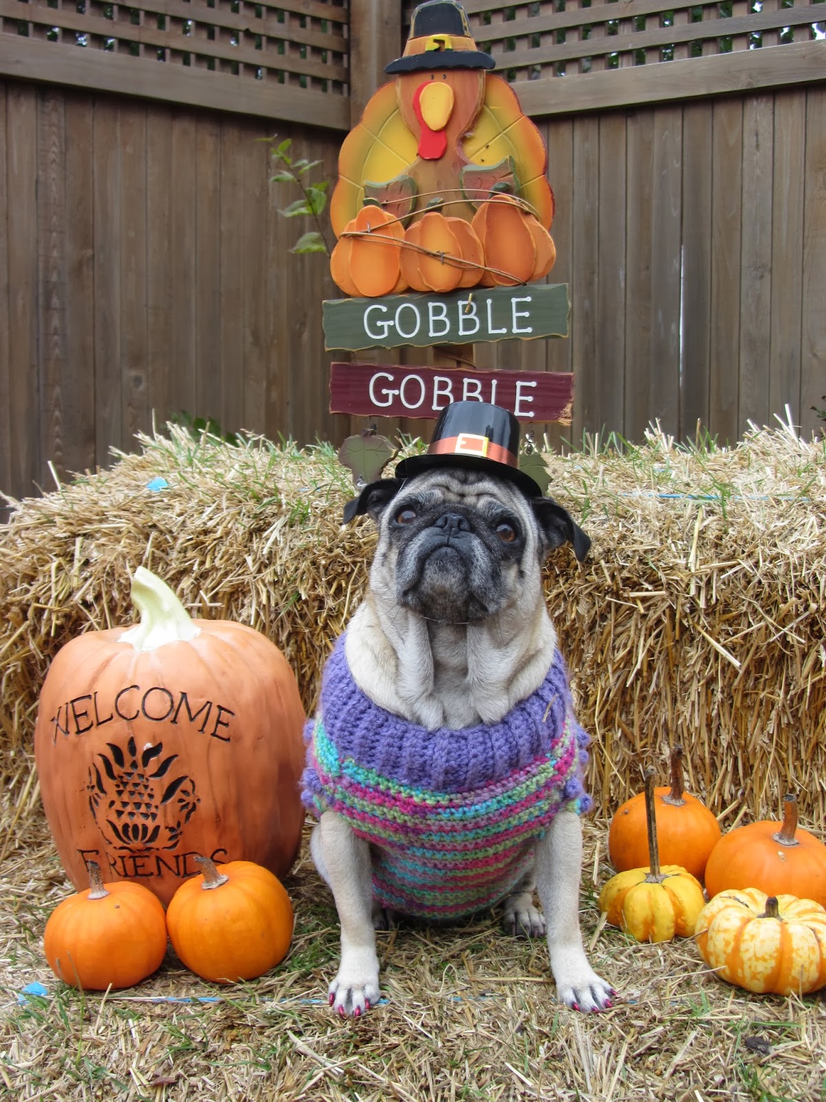A Day in the Life of Pugs: Gobble Gobble Gobble ...
