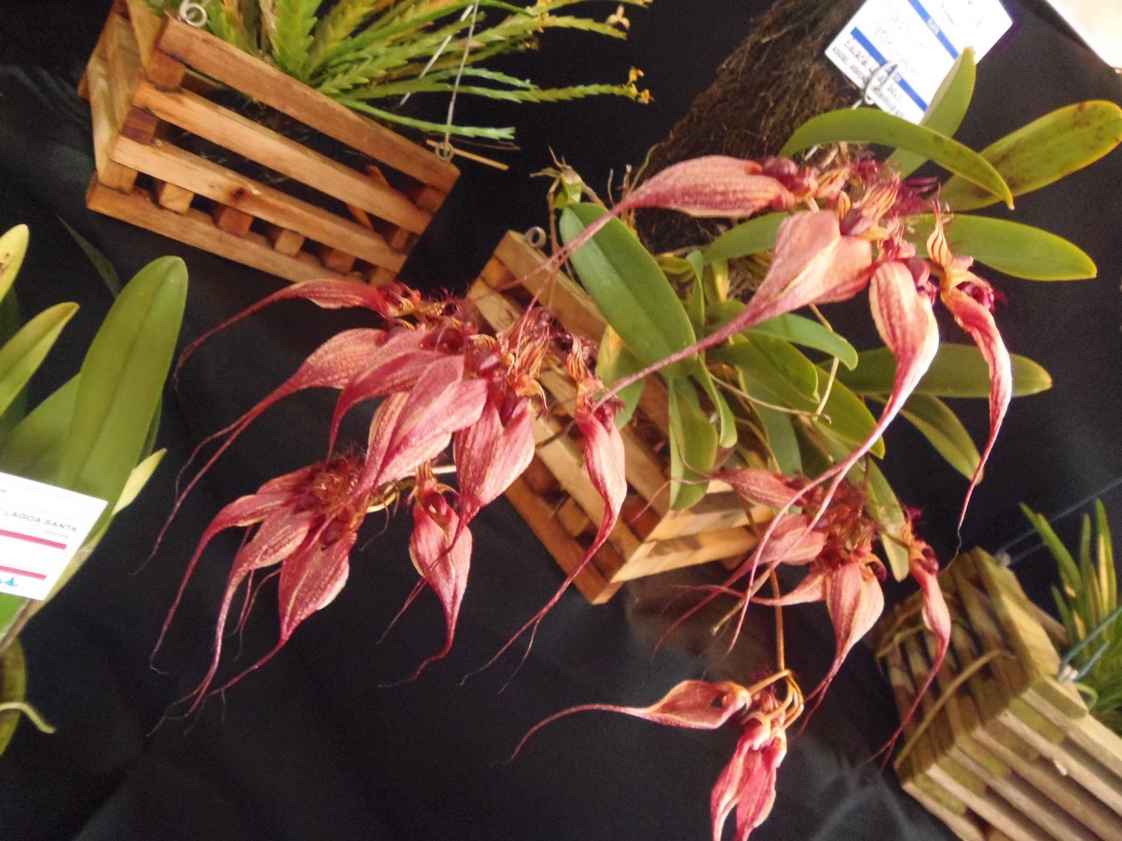 orquideas do mundo: Bulbophyllum rothschildianum