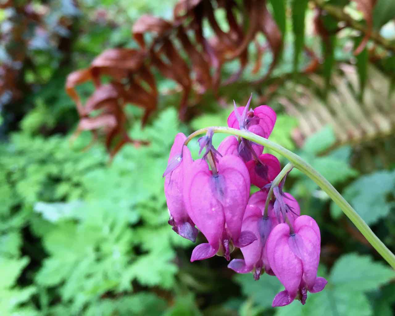 DJan-ity: Abundant bleeding hearts