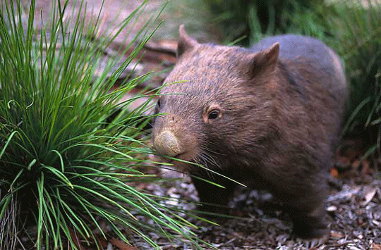 Wombat - Wild Life Planet