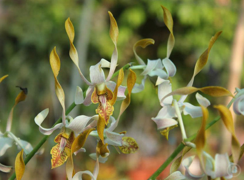 Dendro nắng Helix Yellow ~ Vườn hoa lan