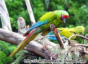 Budidaya Burung: Burung Macaw yang sangat cantik dan macam-macam jenisnya