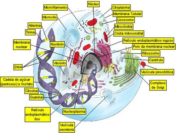 El Mundo de la Anatomía: La célula