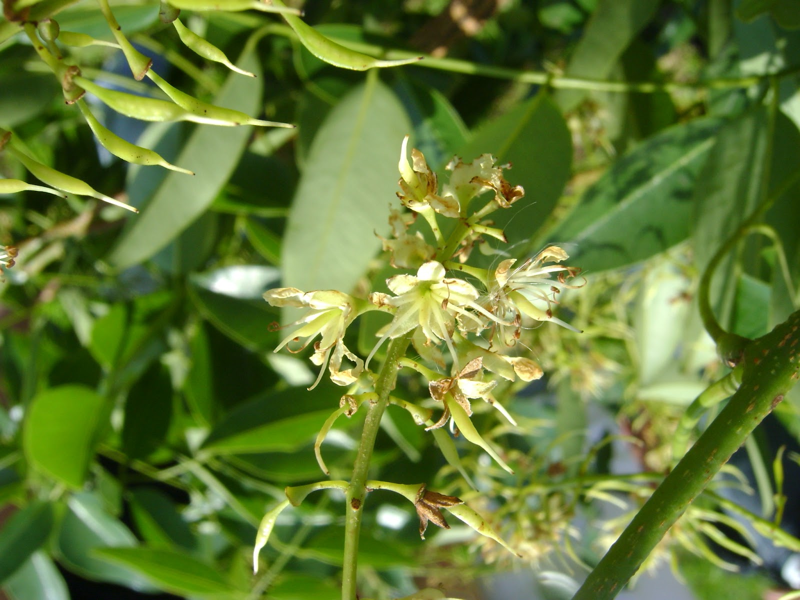 Fabaceae - Leguminosae no Brasil: Leptolobium