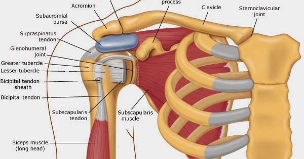 Sports Physiotherapy : Subacromial Bursitis