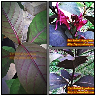 Daun Wungu/ Puding (Grapthophyllum hortense) | Jualan Benih dan Koleksi ...