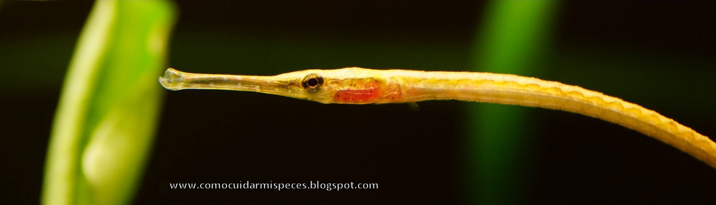 Ficha del Pez pipa - Microphis Brachyurus
