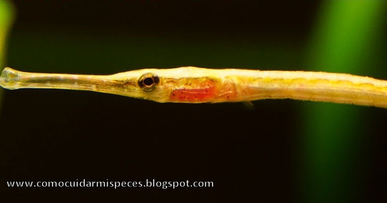 Ficha del Pez pipa - Microphis Brachyurus