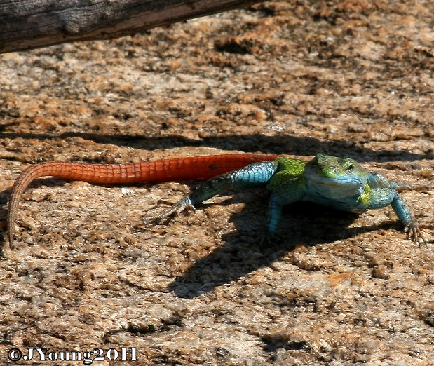 South African Photographs: Common Flat Lizard (Platysaurus intermedius)