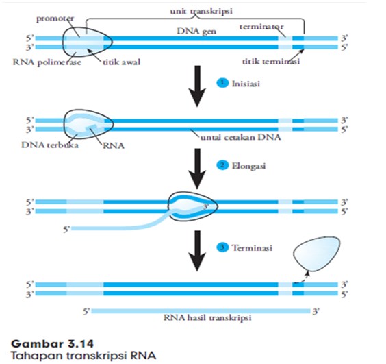Tahap-tahap transkripsi RNA - Zone Biologi Kita