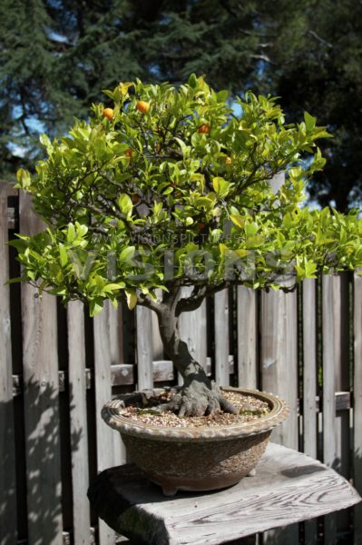 Arbor in absidem - Bonsai: Despre citrice...