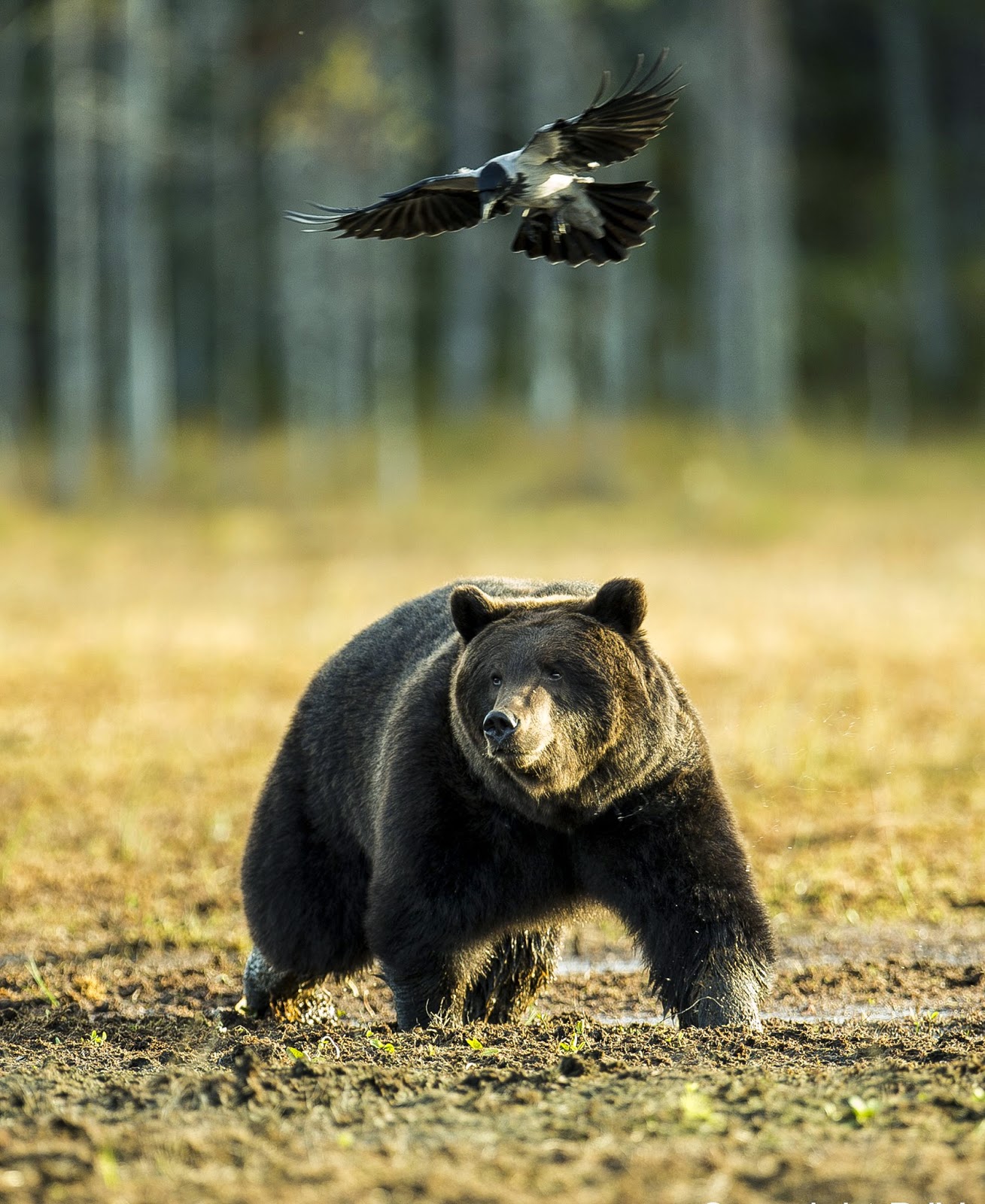 White Wolf : Enchanting Pictures Capture the Secret Lives of Wild ...