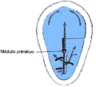 EMBRIOLOGIA MÉDICA