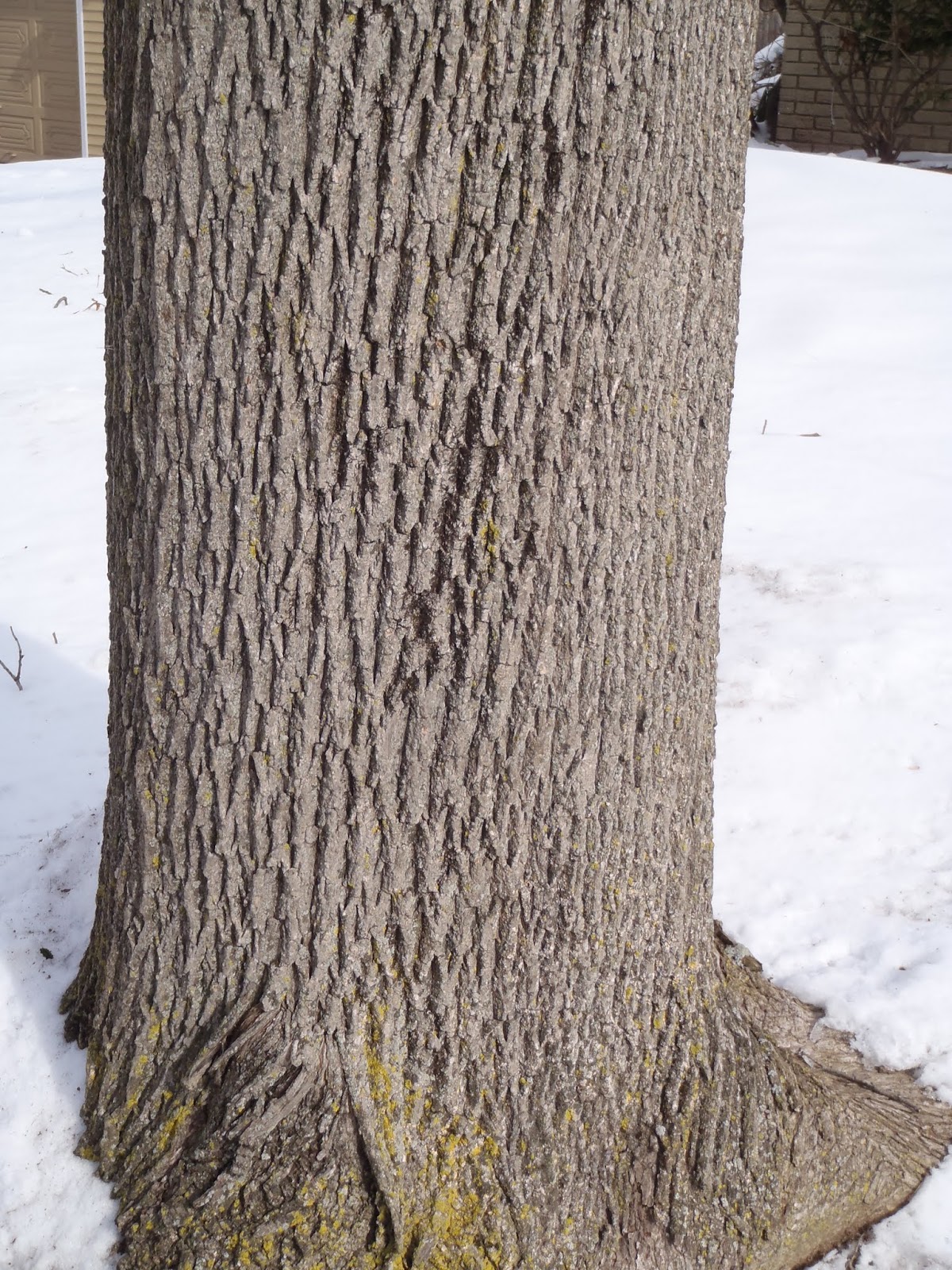 Out of the Box: an invitation into nature: Eight (or so) Trees You Can ...