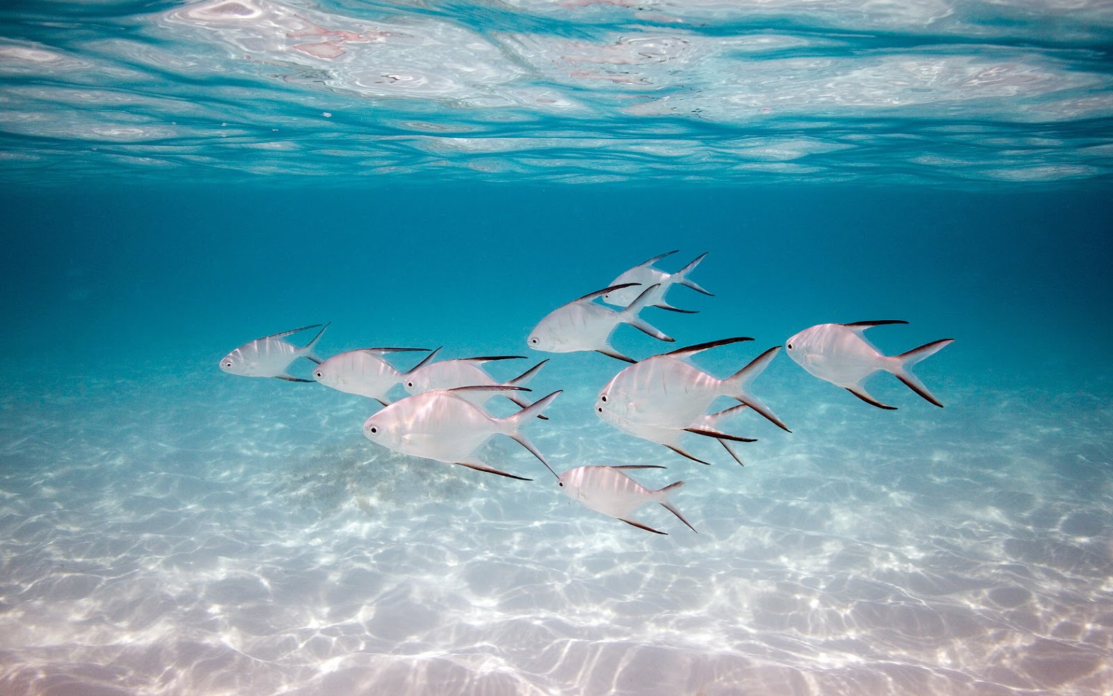 Pure High Definition HD Quality Wallpapers: Papéis de parede - O ...