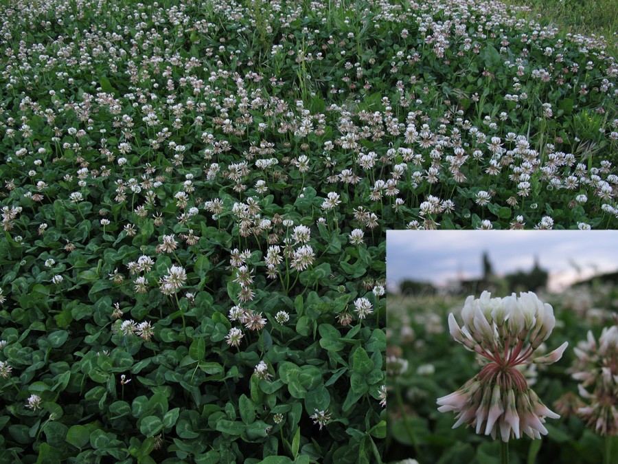 Flora medicinal, alimenticia y artesanal de la Ribera Navarra ...
