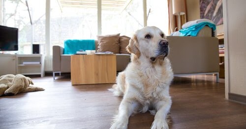 Judy Moreno: cual es el hábitat de los perros