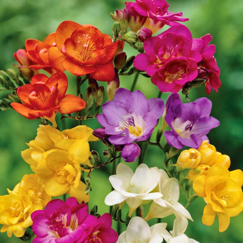 Flower Homes: Freesia Flowers