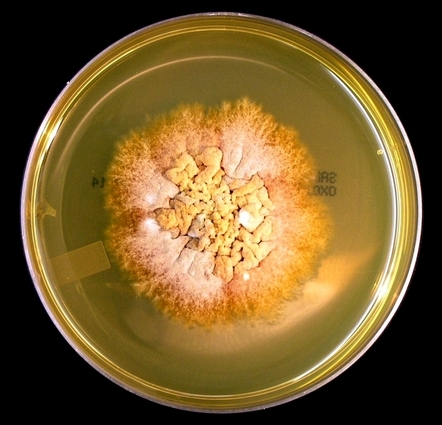 Fun With Microbiology (What's Buggin' You?): Epidermophyton floccosum