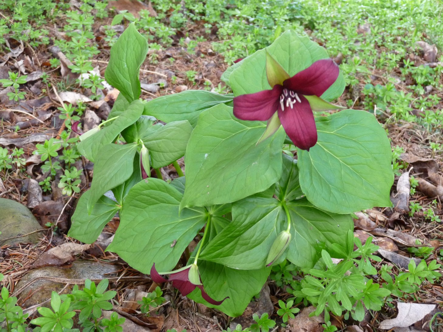 Hill Shepherd: Red Trillium