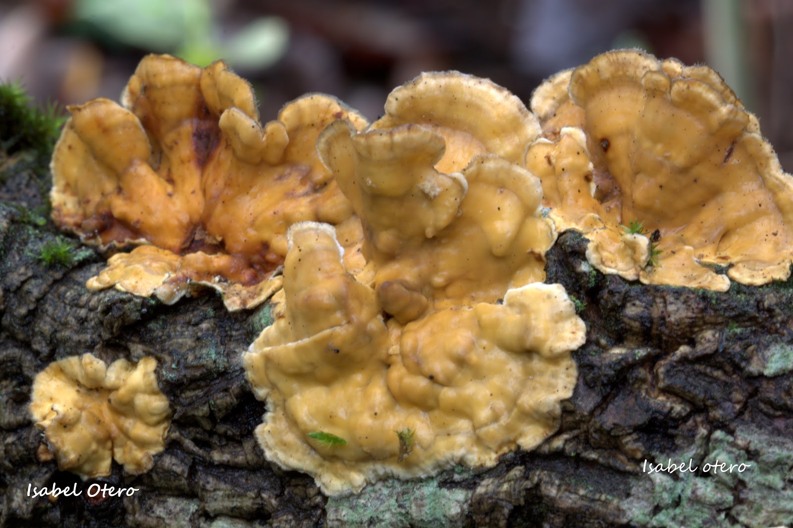 Miradas a través de un visor.: Hongos de vivos colores. (Leocarpus ...