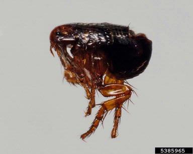 DOKTER HEWAN: Mengenal Pinjal