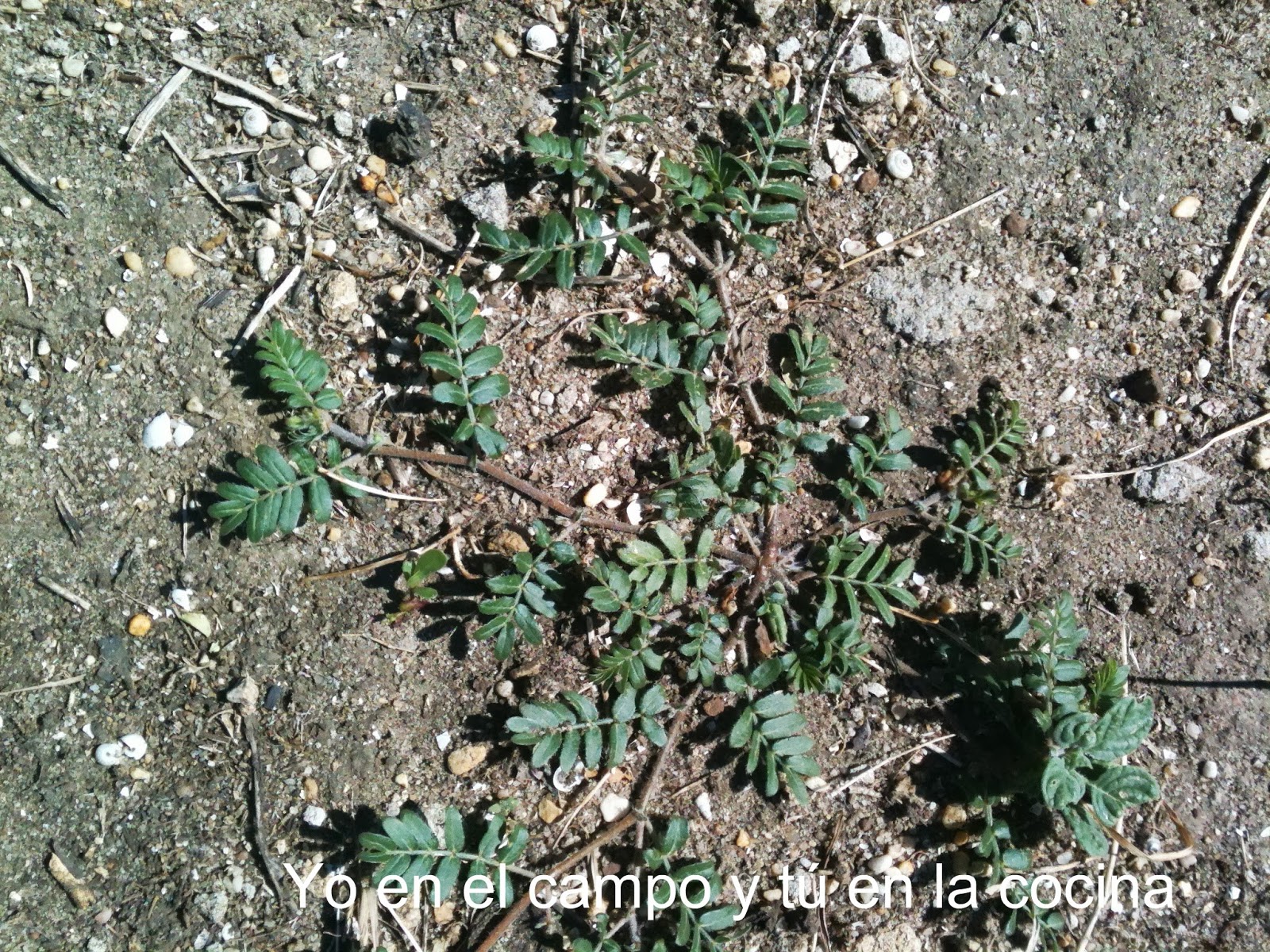 Yo en el campo y tú en la cocina: Abrojos