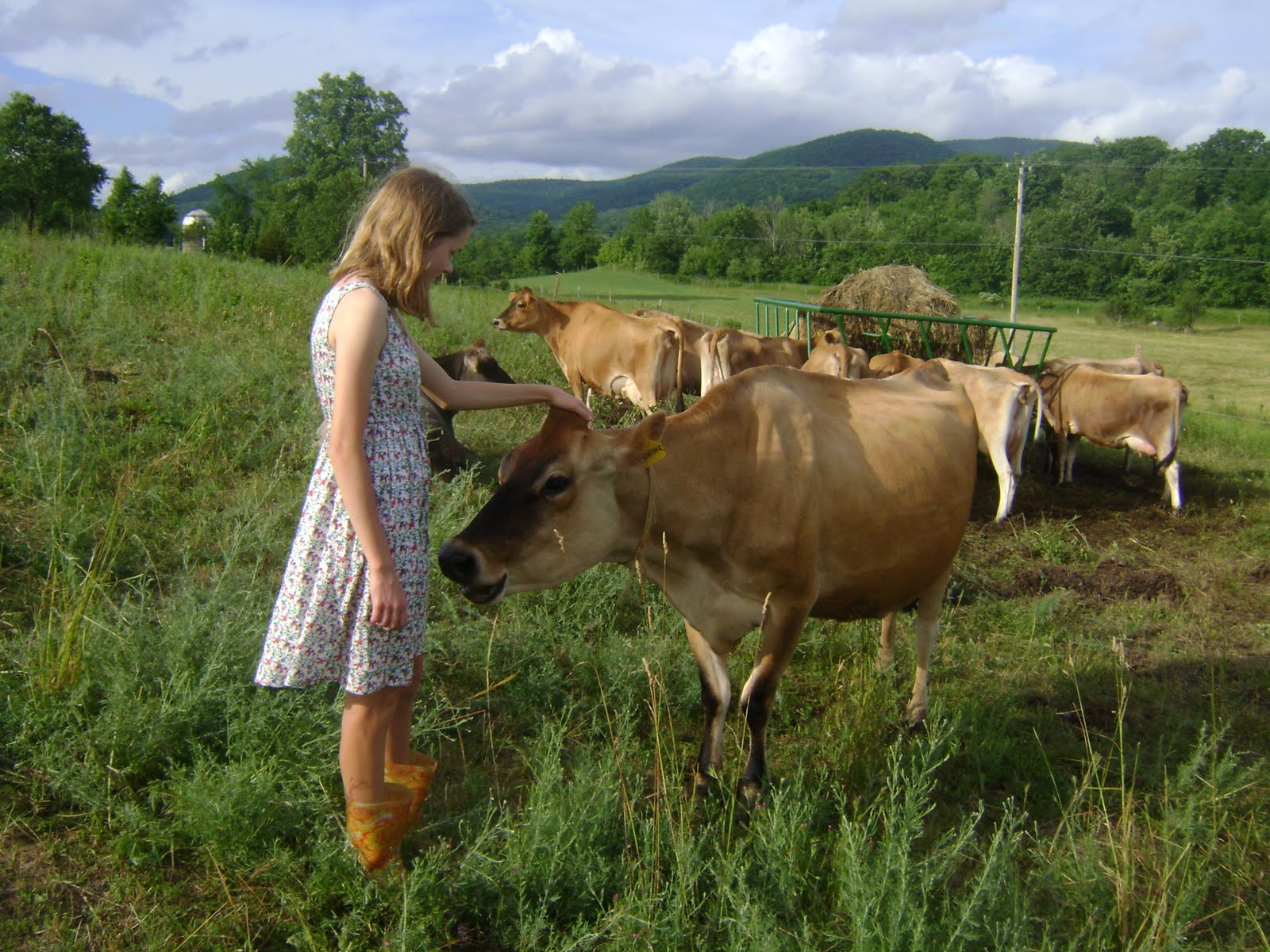 Wayward Goose Farm: Cow of the Day