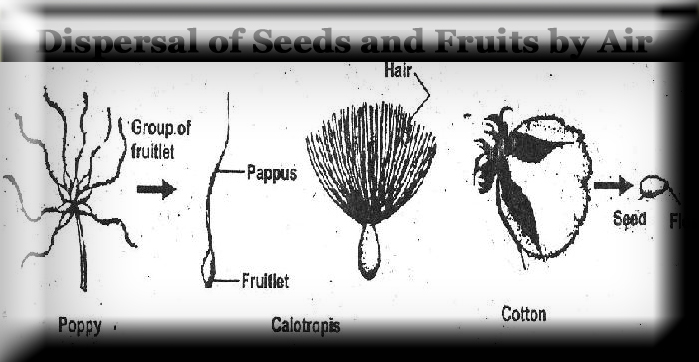 Plants Organizations: Plants Organizations