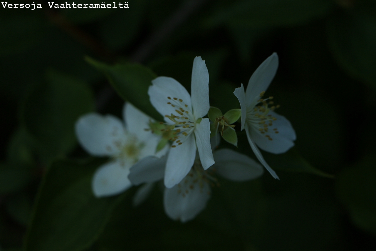 Versoja Vaahteramäeltä : Suloinen pihajasmike