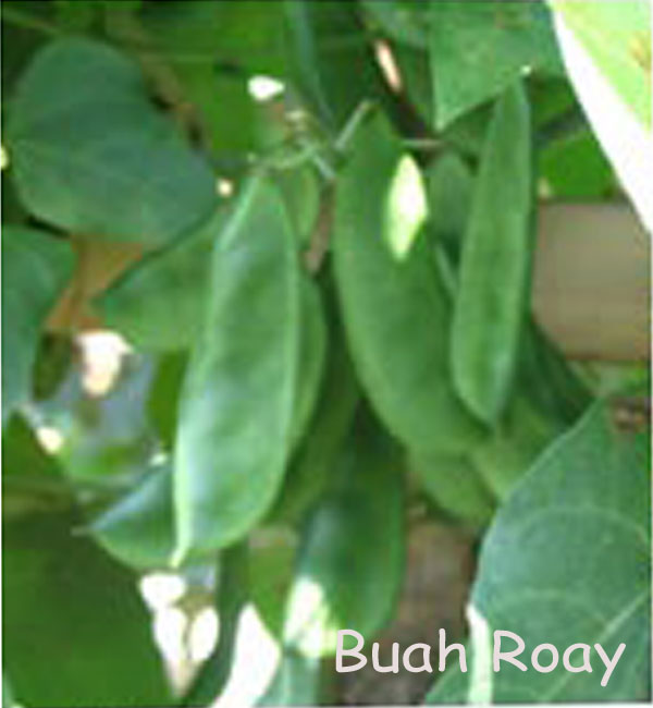 Kacang Roay | Cikadueun Kampung Halaman-ku