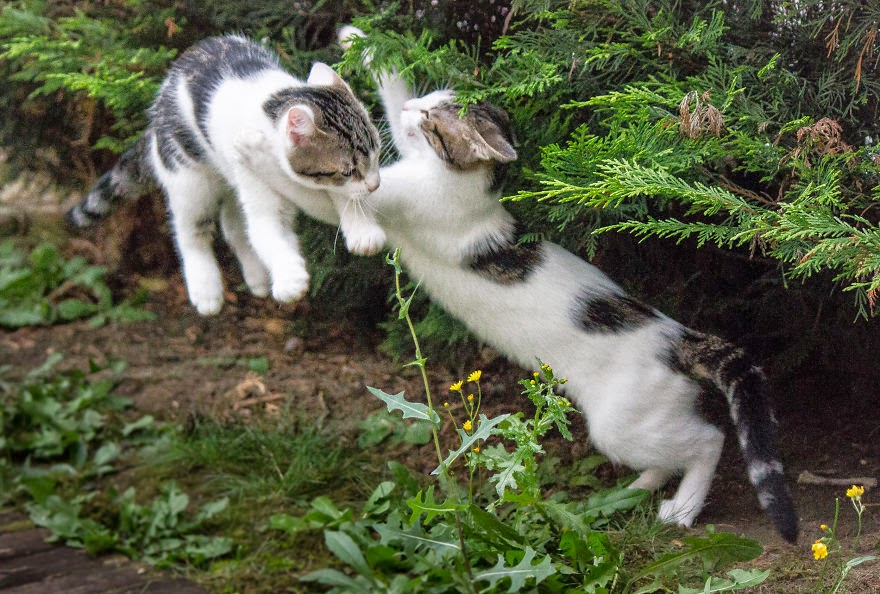 Yihaa! Ini 50 Gambar Kucing Melompat yang Lucu Banget | iniwallpaperkami