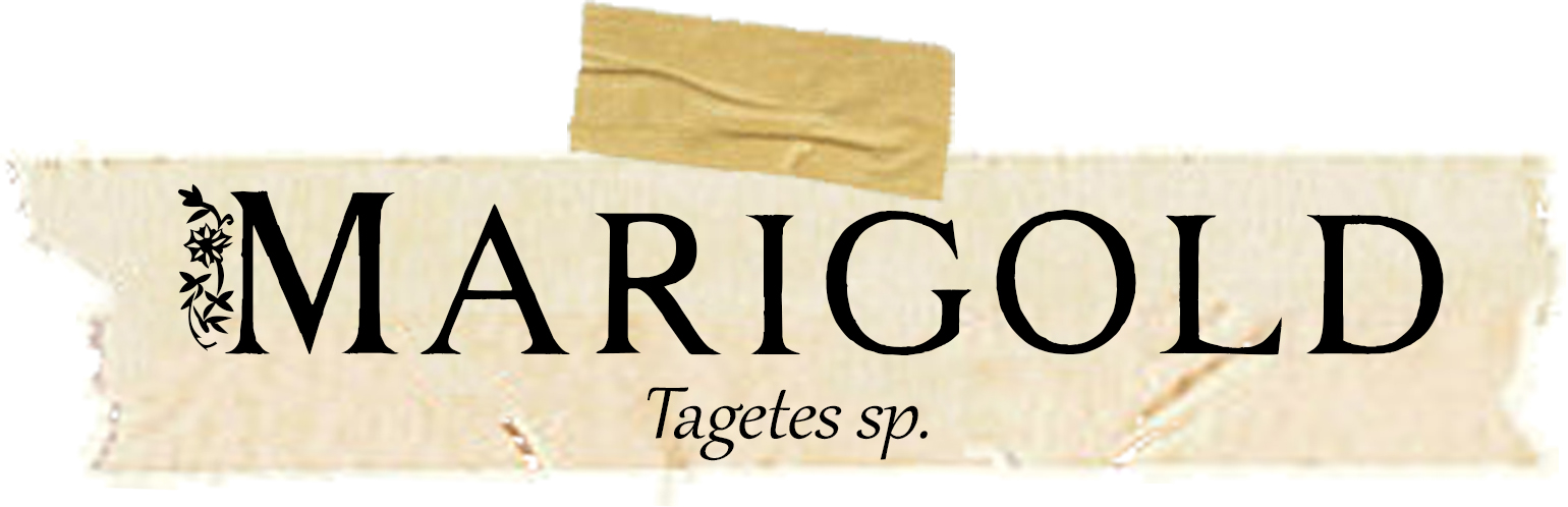 Flying the Hedge: Herbarium: Magical and Medicinal Uses of Marigold