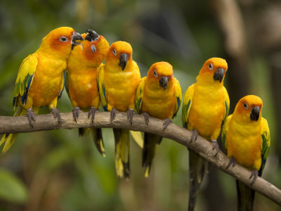 Sun Parakeet | The Life of Animals