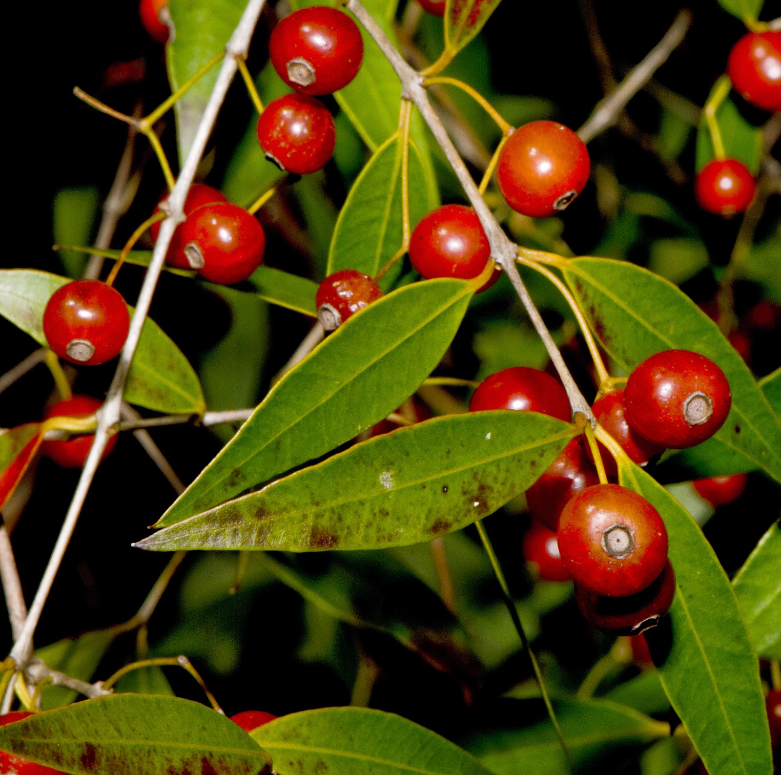 FOTOGRAFIAS DE LA FLORA AUTOCTONA DEL URUGUAY: ARRAYAN