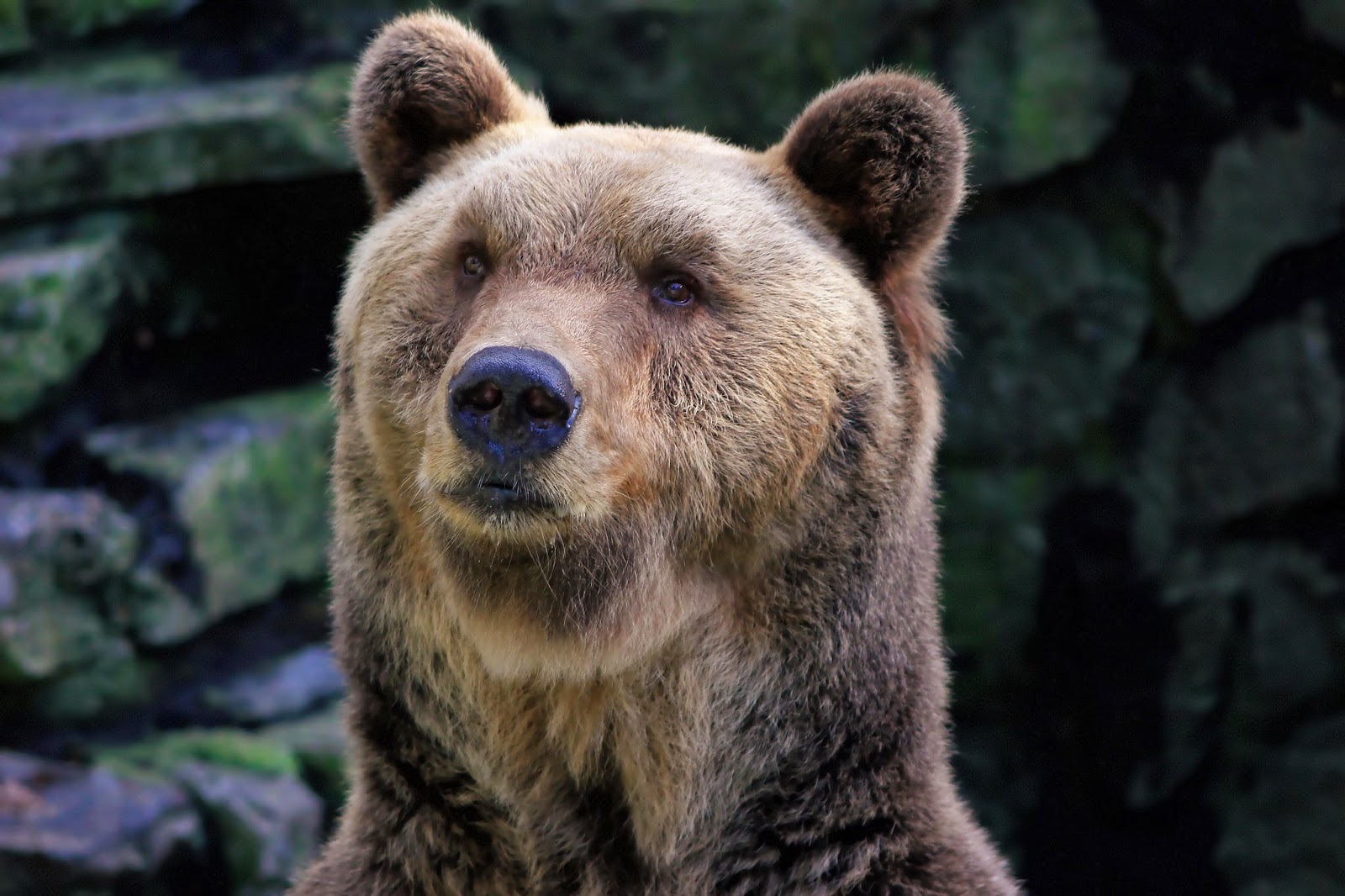 Nacer y crecer feliz: #Viernes de cuento: El oso